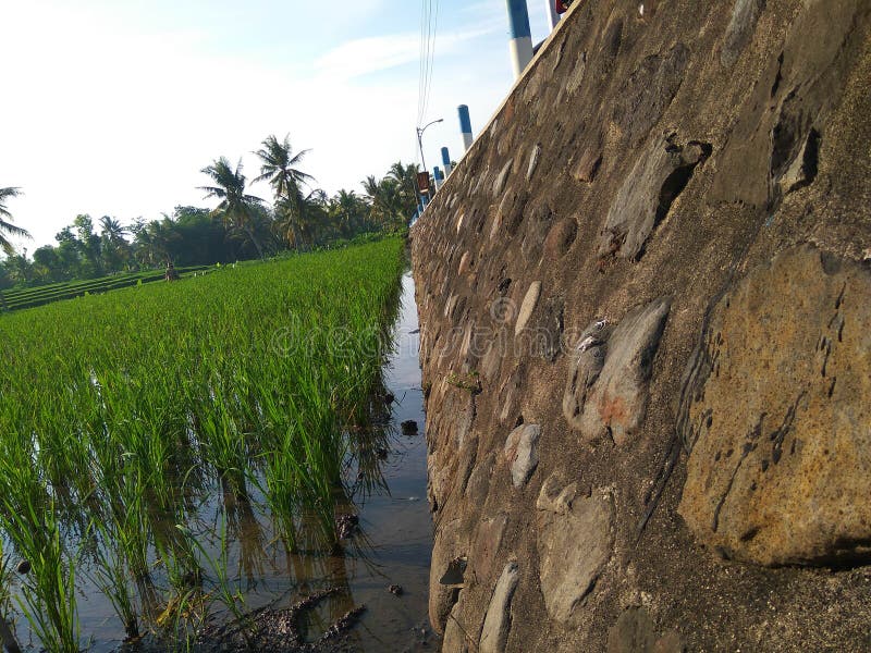 The Wall that Hold the Rice Field from Shaking Stock Image - Image of ...