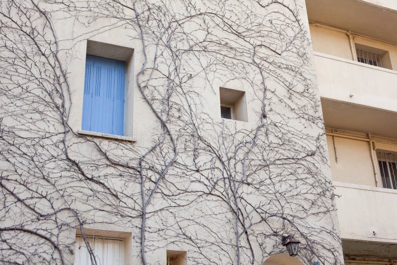 Wall of House Overgrown Branches of a Dry Tree Stock Photo - Image of ...