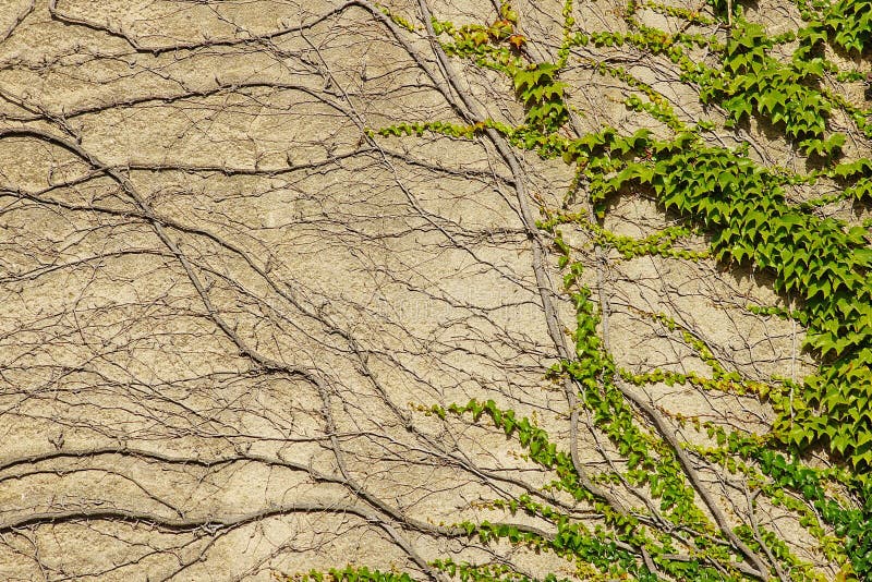 Wall of the House, Twisted by an Ivy Stock Photo - Image of countryside ...