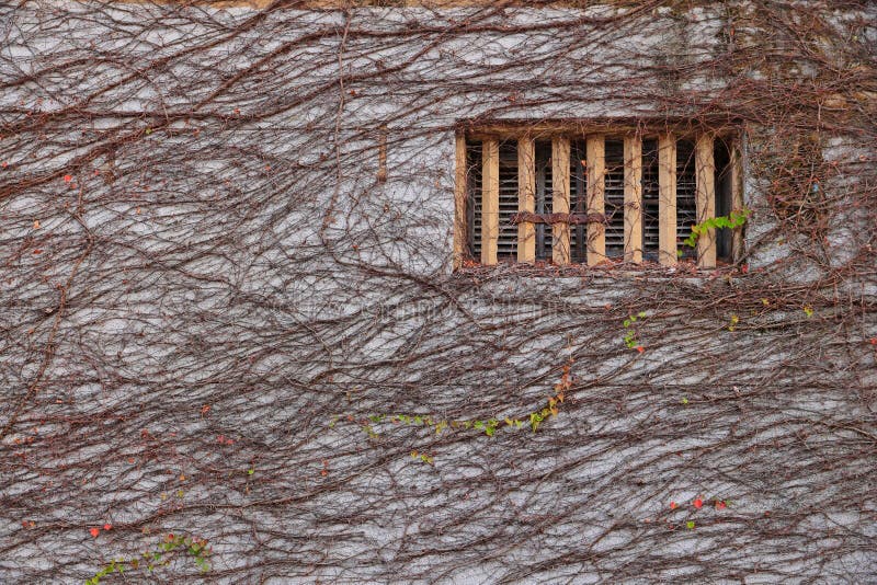 Wall of the House with Windows and Branches of Ivy Stock Image - Image ...