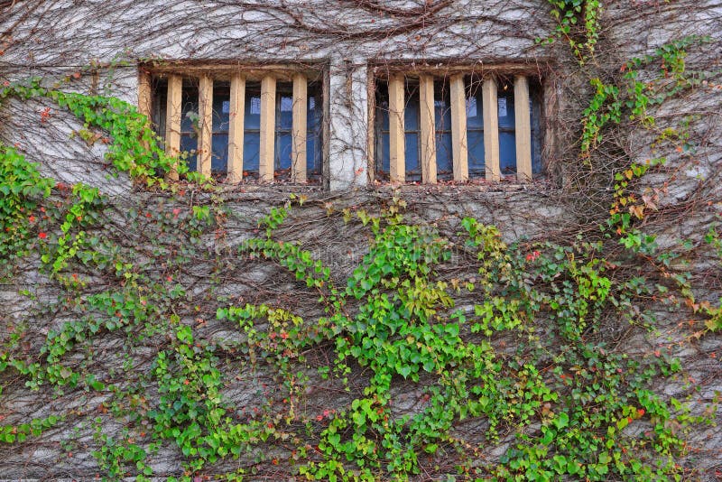 Wall of the House with Windows and Branches of Ivy Stock Image - Image ...