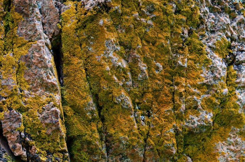 Wall of Large Natural Stones, Covered with Yellow Beautiful Moss. for ...