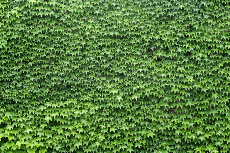 Wall of Leafs Vine Full Green Texture Background Garden Foliage Nature ...