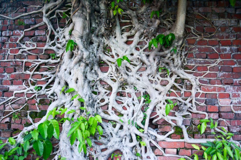 The wall of life stock image. Image of tree, tenacity - 53133573