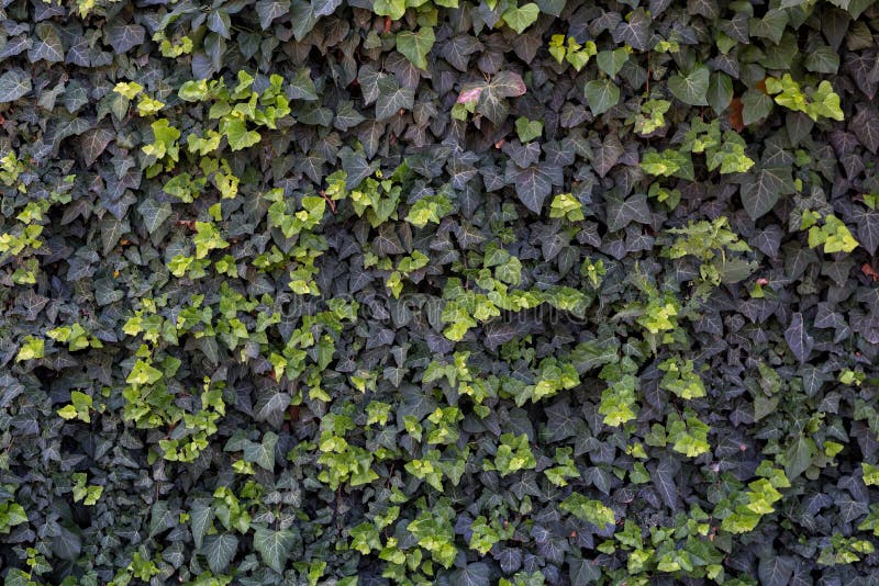 Wall of Light and Dark Green Ivy. Backgrounds and Textures Stock Image ...