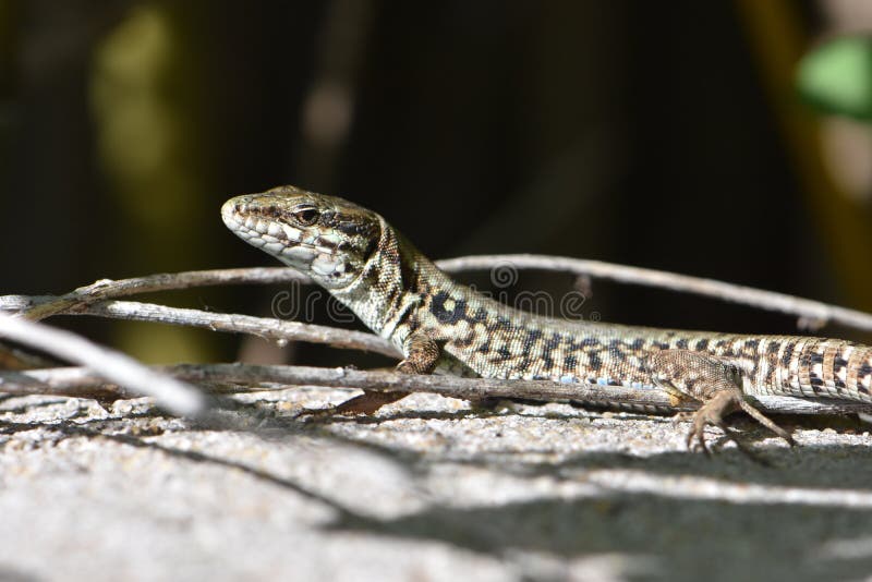 Wall lizard stock photo. Image of lizards, reptiel, closeup - 73509478