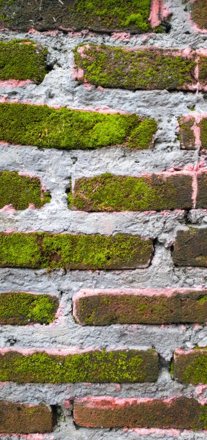 Wall Made of Bricks Which is Covered with Moss in the Rainy Season ...