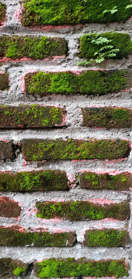 Wall Made of Bricks Which is Covered with Moss in the Rainy Season ...