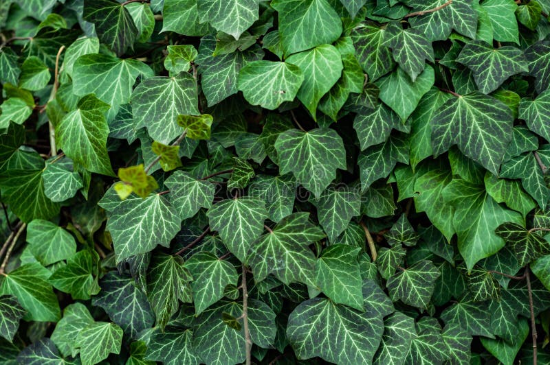 Wall Made of Natural Green Ivy Leaf, Plant Surface Texture Stock Image ...
