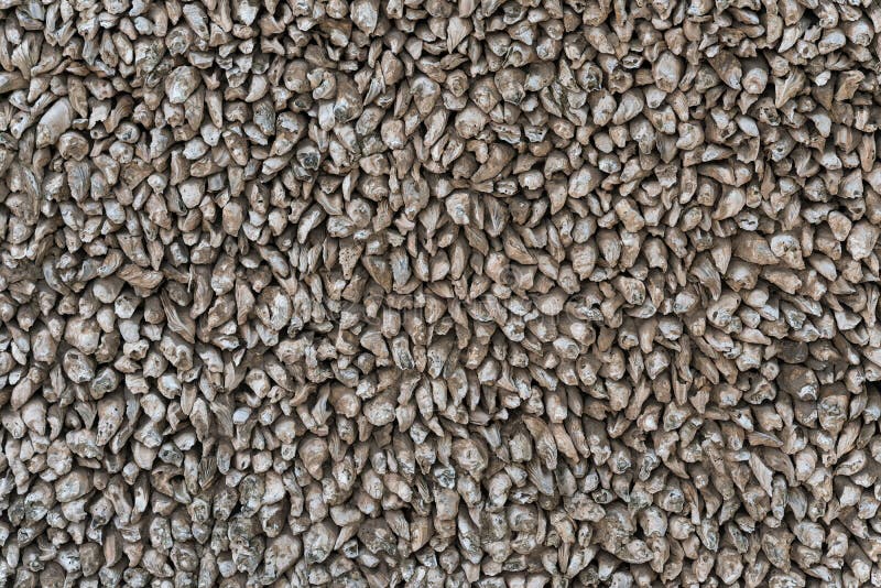 Oyster texture tile design stock image. Image of gray - 204472699