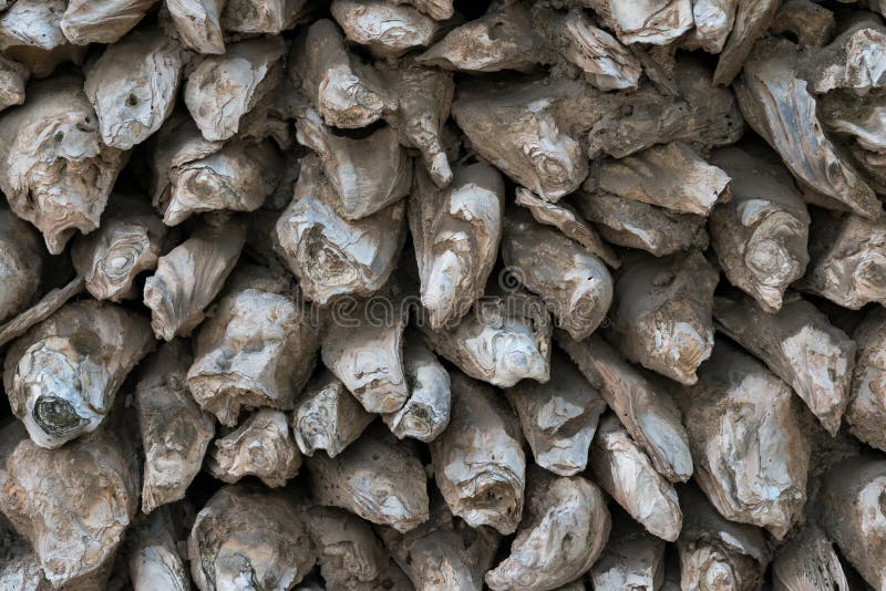 Wall made of oyster shells stock image. Image of rough - 128048713