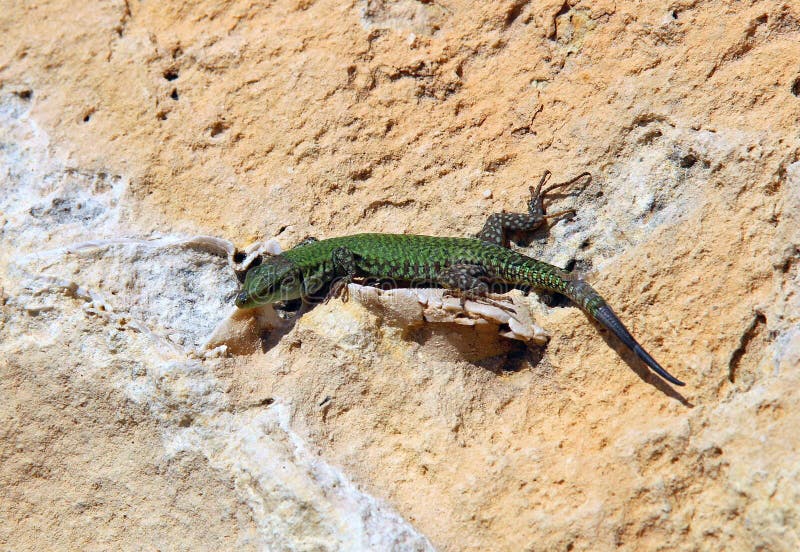 Wall or Malta Lizard with Nice Color Contrast Stock Image - Image of ...
