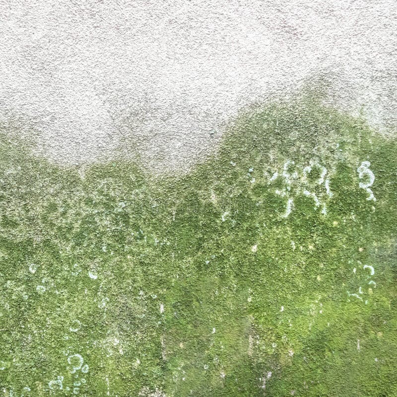 Mold and moss on wall stock photo. Image of natural - 193018670