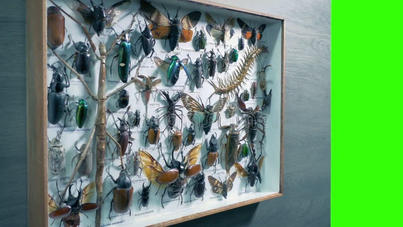 Wall in Museum or Home with Insect Display Greenscreen Stock Footage ...