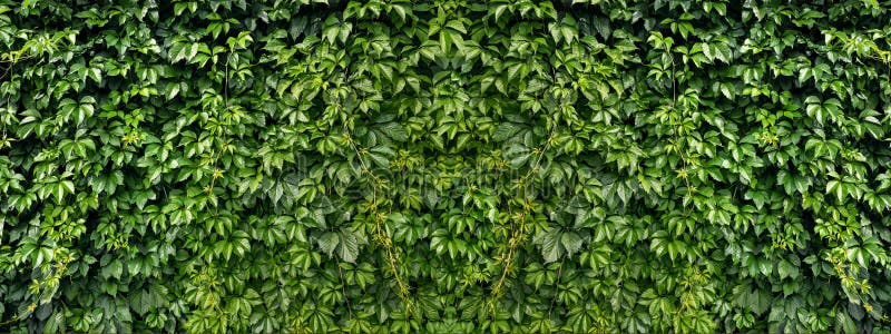 Wall of Natural Leaves of Green Creeper. Texture. Panorama Stock Image ...