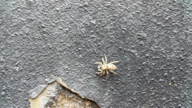 Small Spider stock photo. Image of wall, smallanimal - 129637404