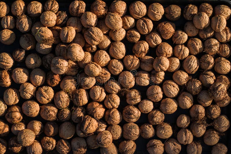 Wall-nuts stock image. Image of wallnut, healthy, shell - 134816495