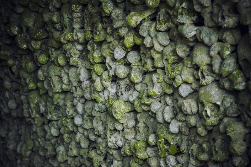 Wall of Old Human Skulls and Bones Editorial Photography - Image of ...