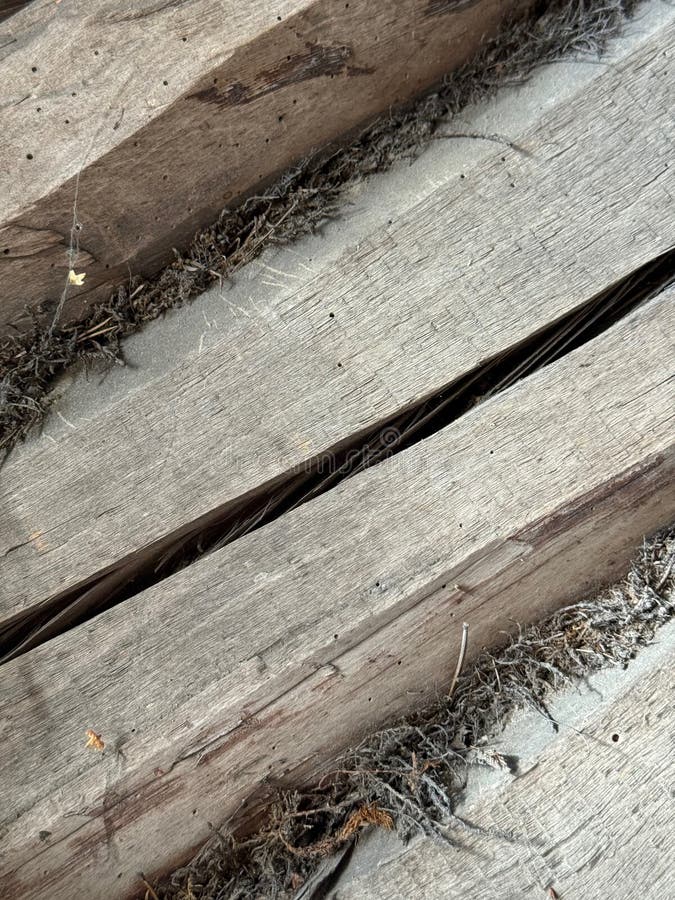 The Wall of an Old Log Barn. Moss between the Logs for Insulation ...