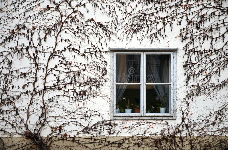 Wall with Wooden Window and Creeper Plant Stock Photo - Image of ...
