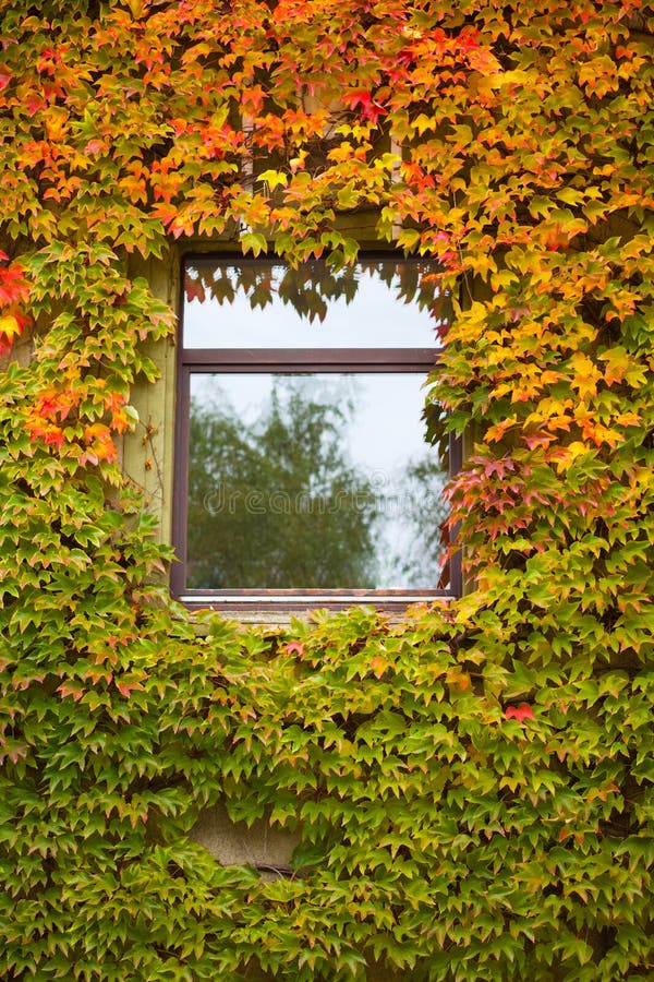 Wall Overgrown with Fall Colored Vine and Ivy Stock Image - Image of ...