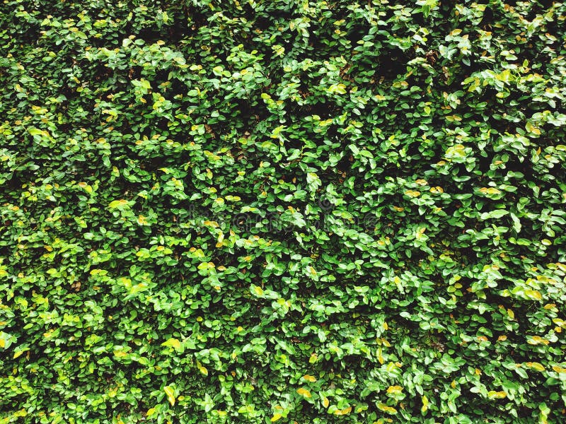 Overgrown plants stock image. Image of metal, overgrown - 143384891