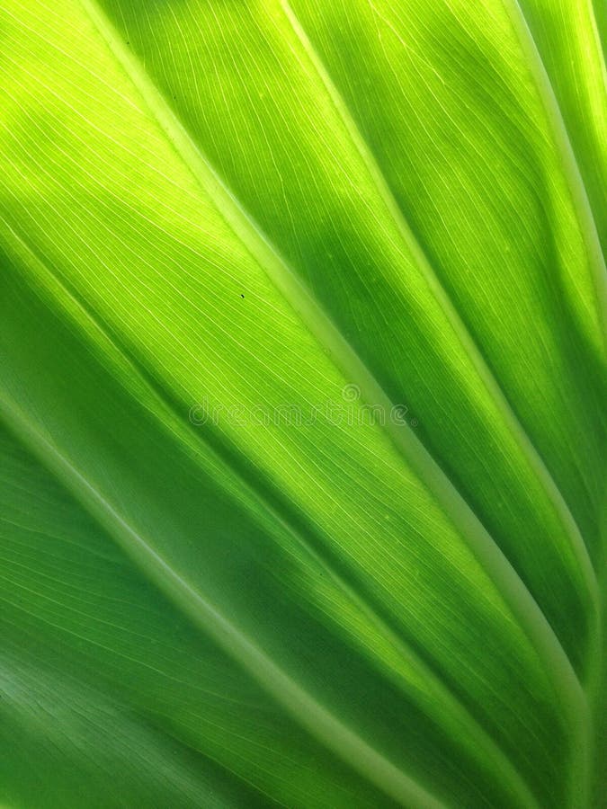 Wall paper nature stock image. Image of plants, green - 76640677