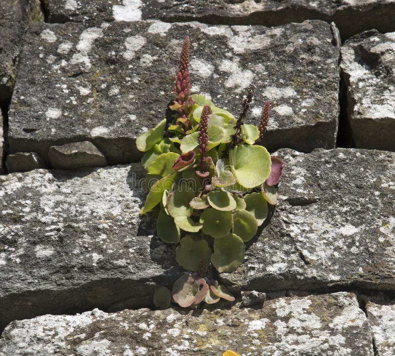 Wall Pennywort , Kidney Wort , Jack in the Bush Growing on a Cliff at ...