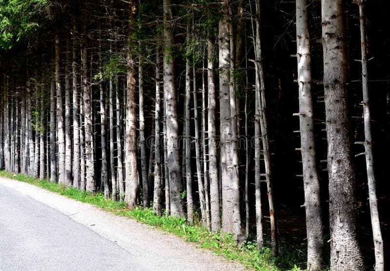 Wall of plants stock photo. Image of undergrowth, pebble - 257405622