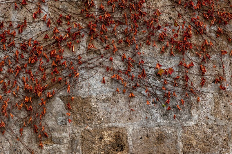 Wall with red leaves stock photo. Image of plant, background - 84053454