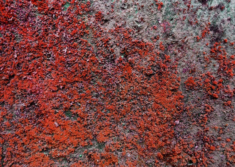 Wall with red lichen stock photo. Image of plant, rock - 329084958