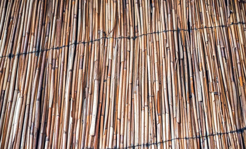 The Wall of the Reed Stalks Stock Image - Image of fence, cane: 92023187