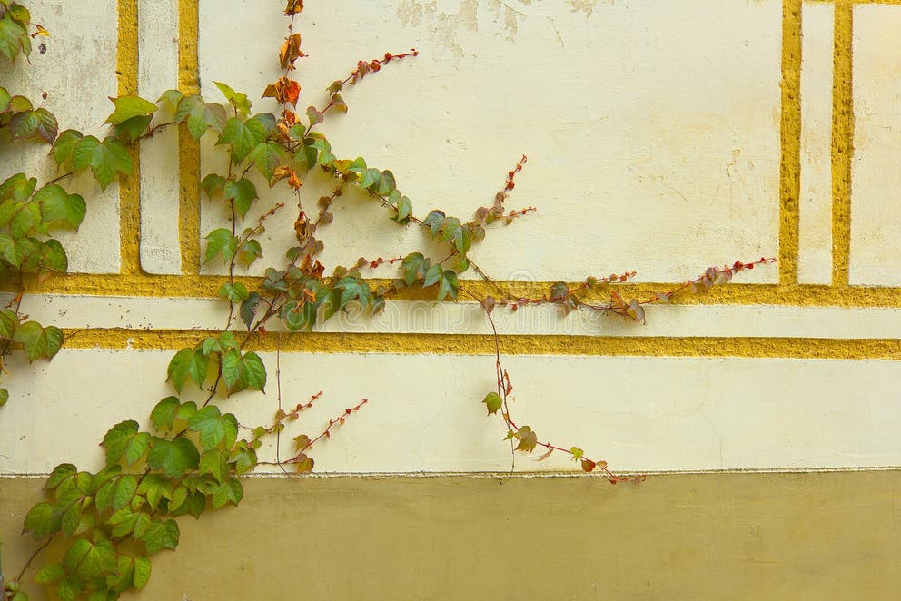 The Wall stock photo. Image of repetition, creeper, branches - 50222550