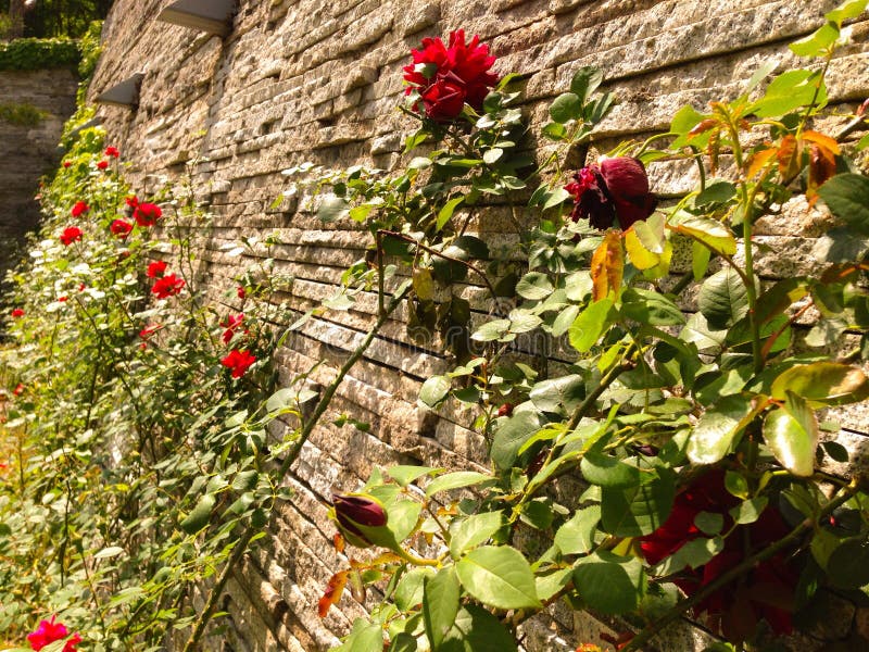 Wall of Roses stock photo. Image of flowers, asia, wall - 44431616