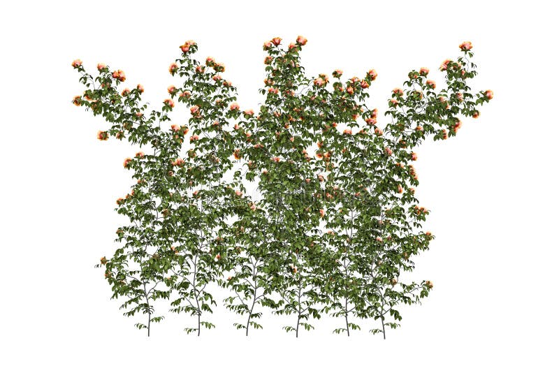 Wall of Roses - Orange Roses Climbing the Wall Stock Illustration ...