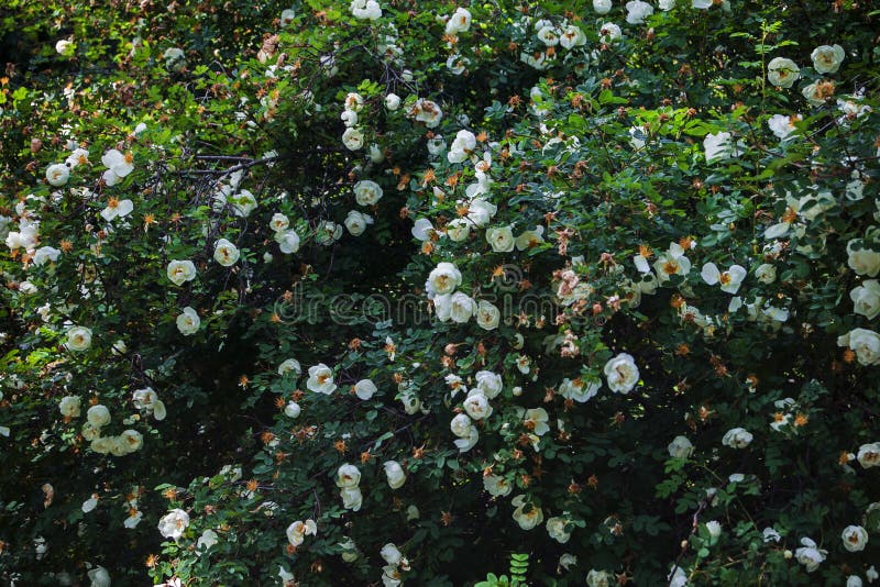 A Wall of Roseship with White Flowers Stock Image - Image of flower ...