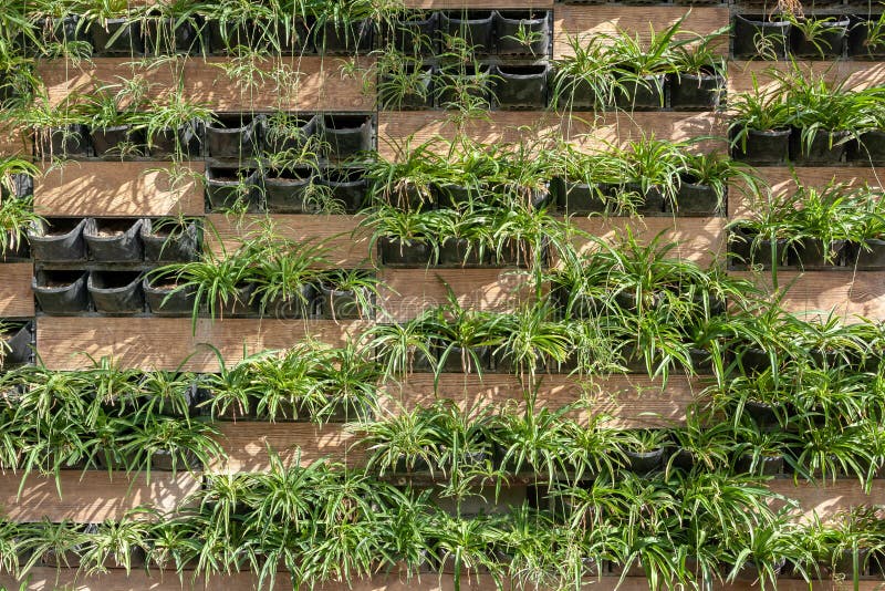 Wall with Rows of Pots with Green Plant Leaves Stock Image - Image of ...