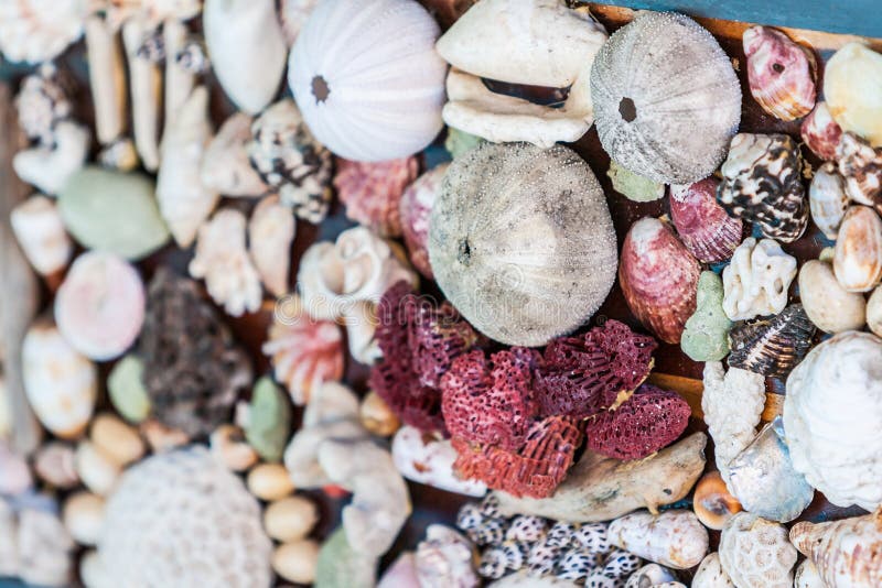 Seashell wall stock photo. Image of vertical, hard, white - 7440484