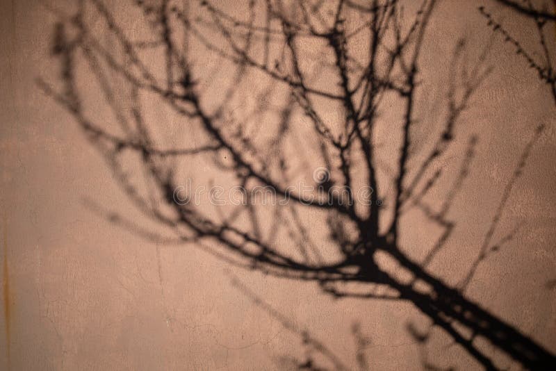Wall and Shade from the Tree Outside. Concrete Wall Texture. Copy Space ...