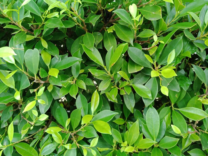 Wall shrubs or the bush stock image. Image of shrubs - 188820307