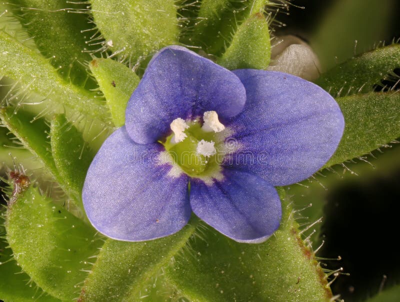 Wall Speedwell Veronica Arvensis. Flower Closeup Stock Photo - Image of ...