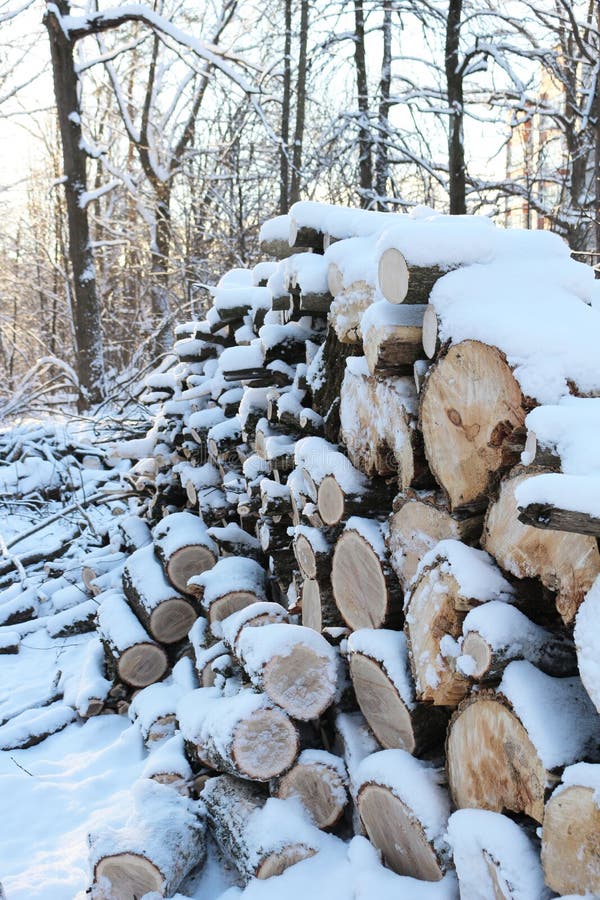 Wall of Stacked Logs and Branches Stock Image - Image of trunk, blank ...