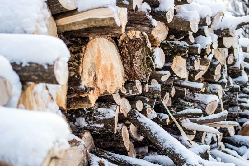 Wall of Stacked Logs and Branches Stock Photo - Image of silviculture ...