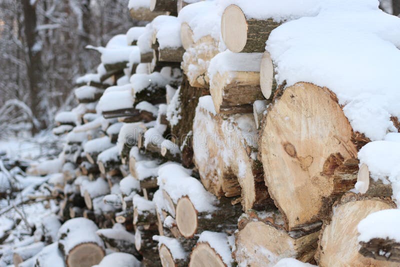 Wall of Stacked Logs and Branches Stock Image - Image of arboriculture ...
