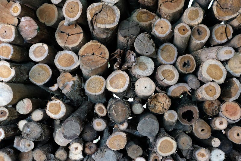 Wall of stacked wood logs stock photo. Image of wood - 196482710