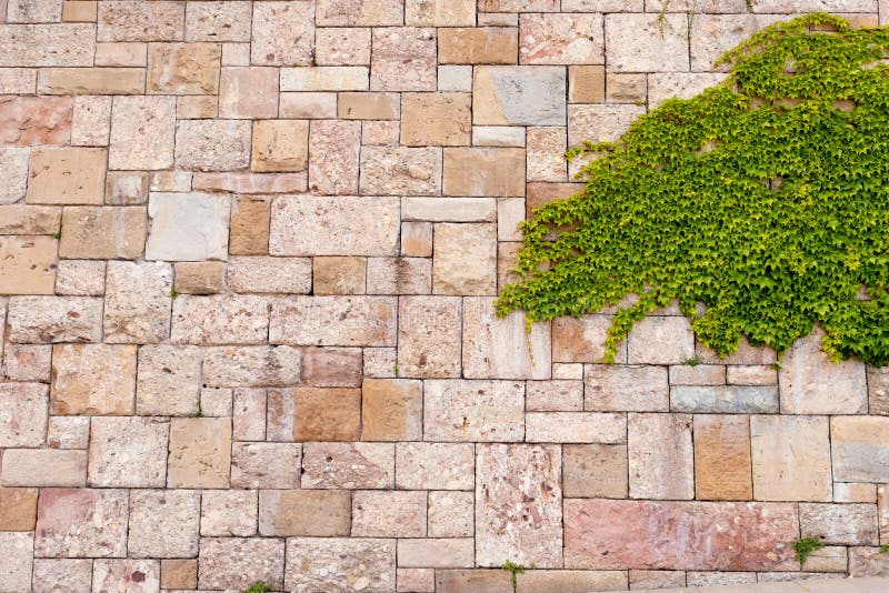 Wall of Stone Blocks with an Overgrowth of Green Leafy Vines Stock ...