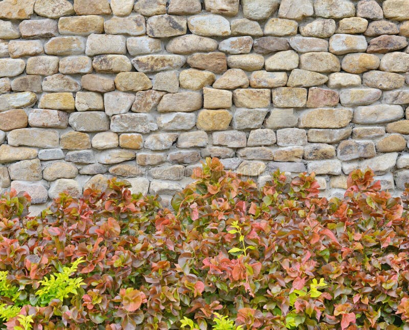 Wall stone with plant stock photo. Image of architecture - 51315476