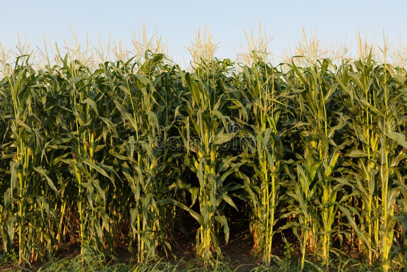 Wall of Tall Corn Plants, Green Texture, Agriculture Concept Stock ...