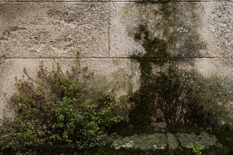Wall Texture Made with Stone Blocks with Moss and Humidity Stock Photo ...