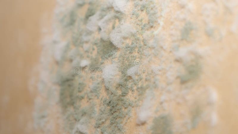 Wall Texture with Mold Growth Resembling Abstract Wood Pattern Stock ...